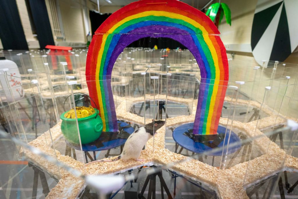 Award for research with rats. 'We want the animals to have a good life ...