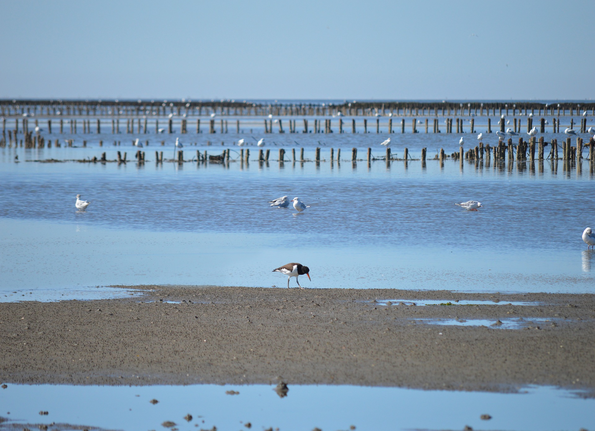 Klimaatwetenschappers: ‘Geen nieuwe gasboringen in de Waddenzee’ - Vox magazine