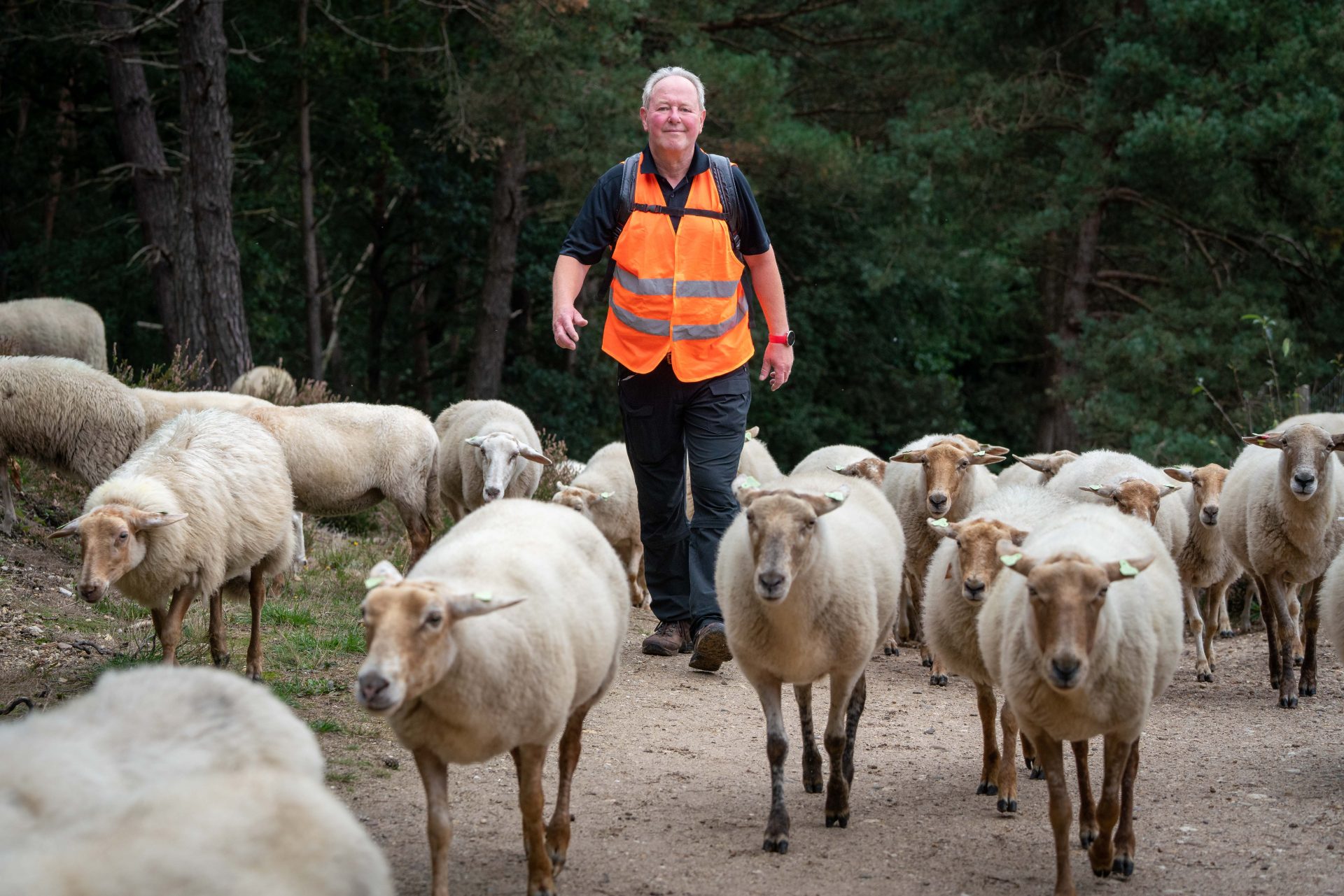 Hoogleraar Peer Scheepers: ‘Na een dag bij de schapen ben ik helemaal ...