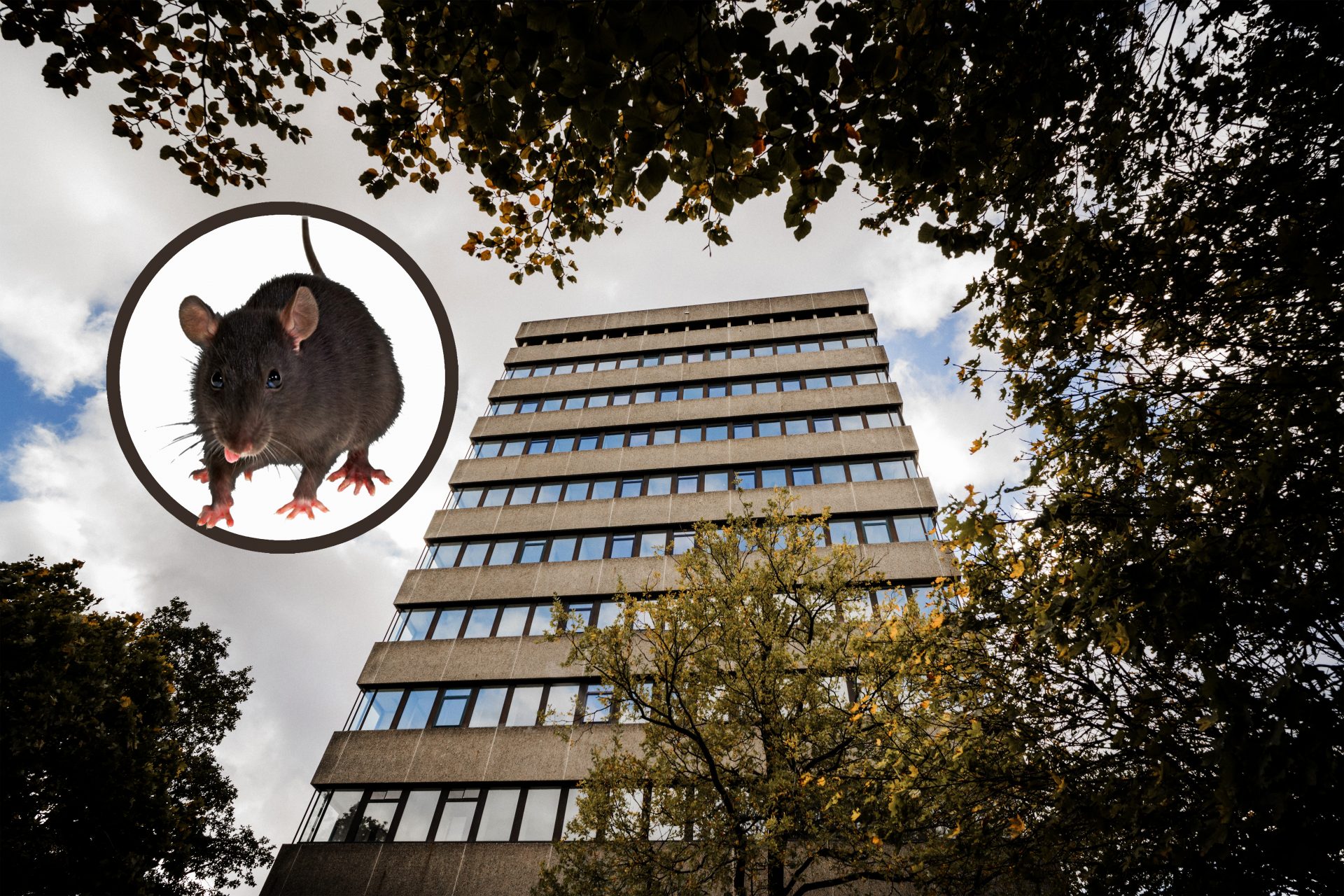 Kou en honger lokken ratten naar het Erasmusgebouw: 'Snel en adequaat ...