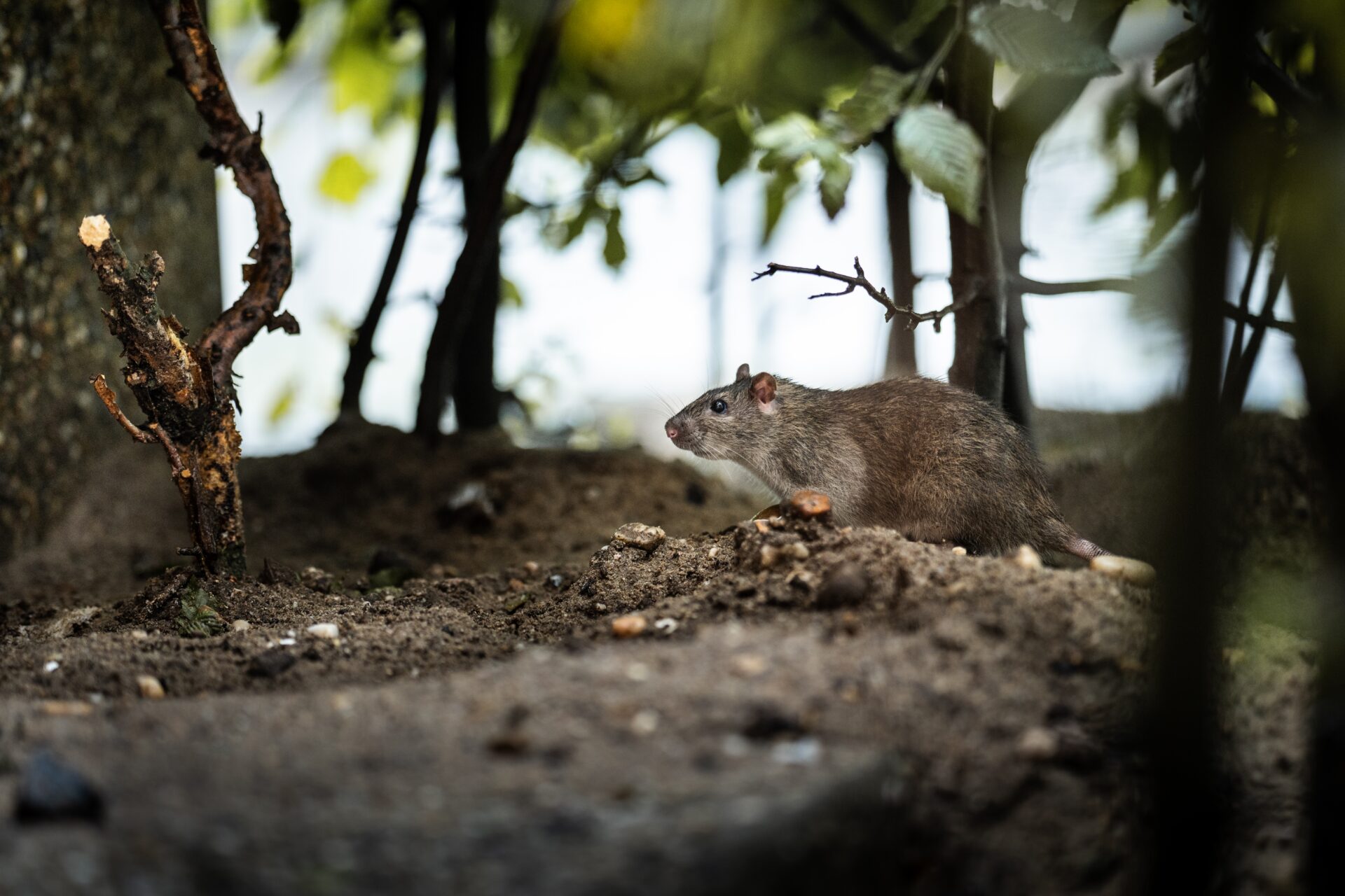 Rats at SSH& building: ‘When DAR came to empty the containers, eight of ...